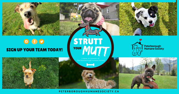 Strutt Your Mutt